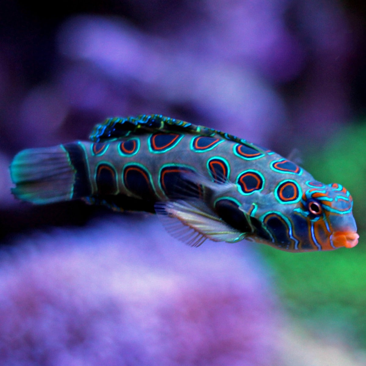 Spotted Mandarin Dragonet | Kraken Corals