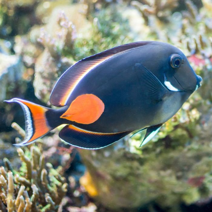Achilles Tang, Acanthurus Achilles at Kraken Corals