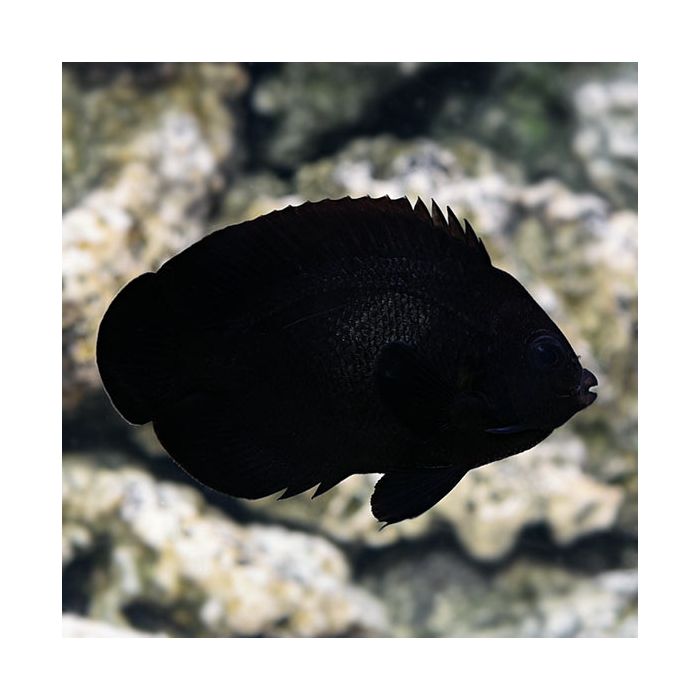 Midnight Angelfish, Centropyge Nox at Kraken Corals