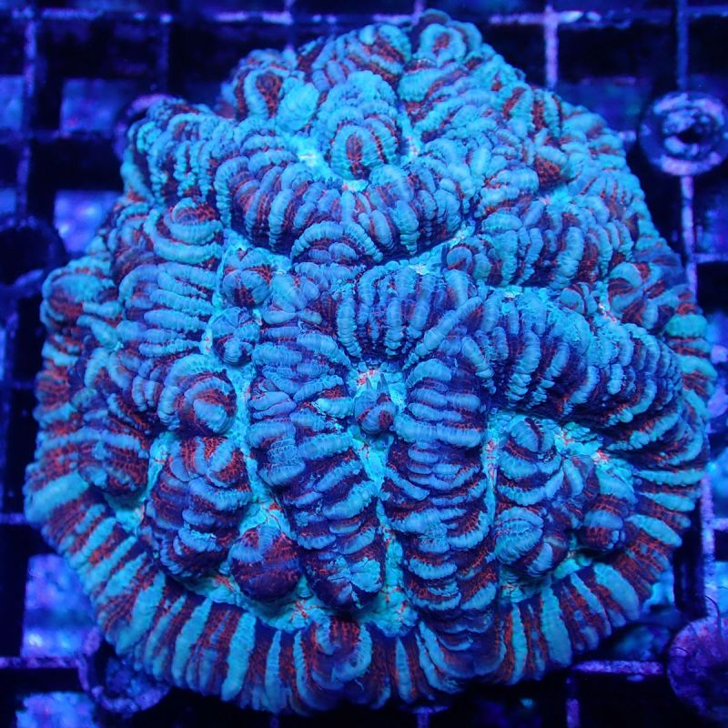 WYSIWYG Coral Wilsoni KRK-36 at Kraken Corals