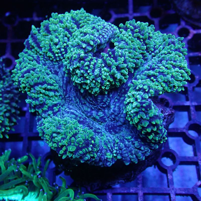 WYSIWYG Coral Lobophyllia KRK-90 at Kraken Corals