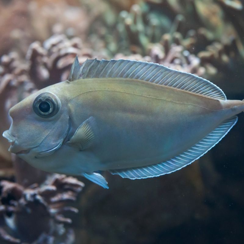 Unicorn Tang at Kraken Corals