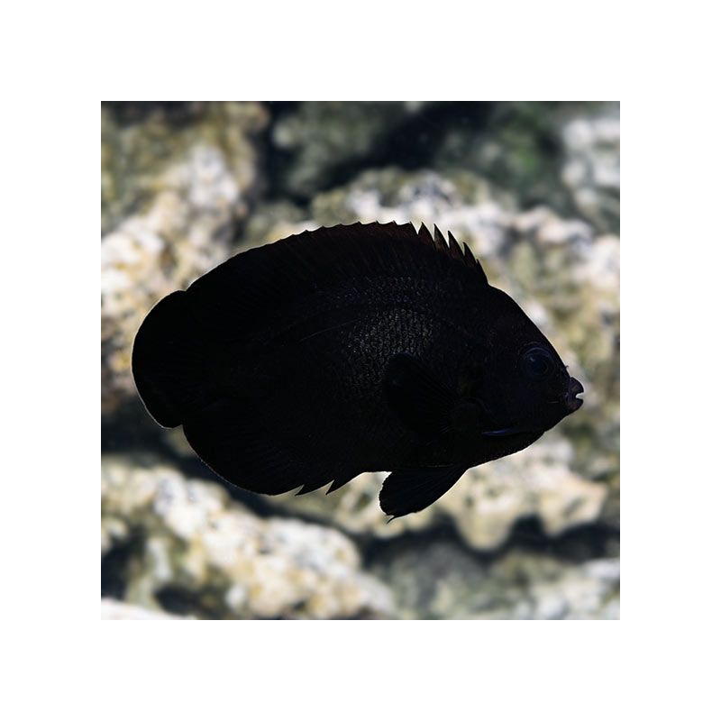 Midnight Angelfish, Centropyge Nox at Kraken Corals