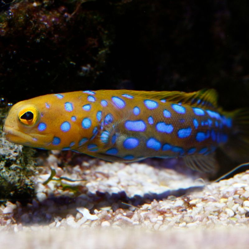 Blue Spotted Jawfish | Kraken Corals