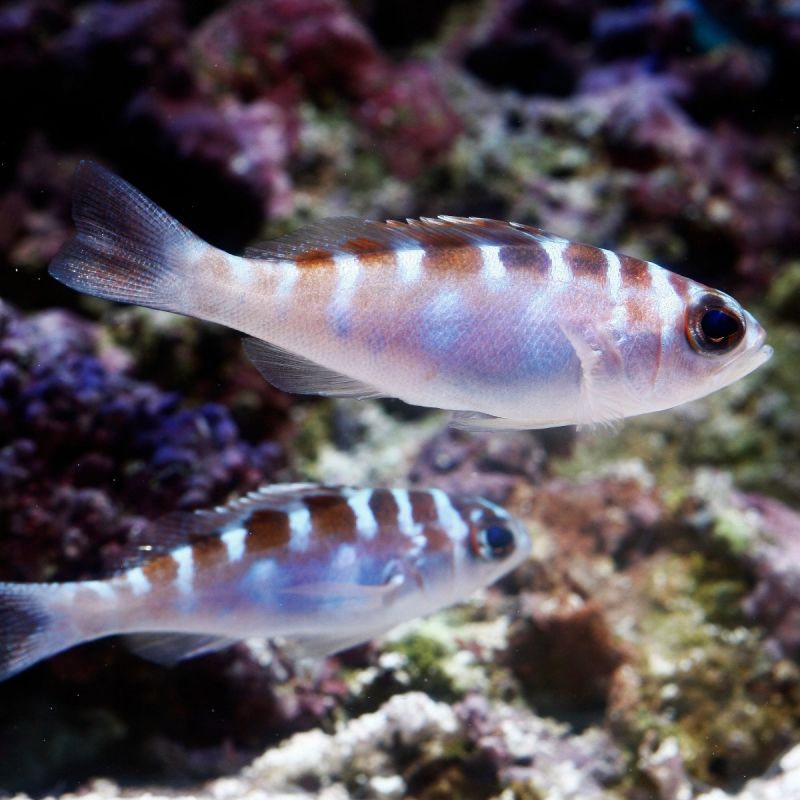 Chalk Bass, Serranus tortugarum at Kraken Corals
