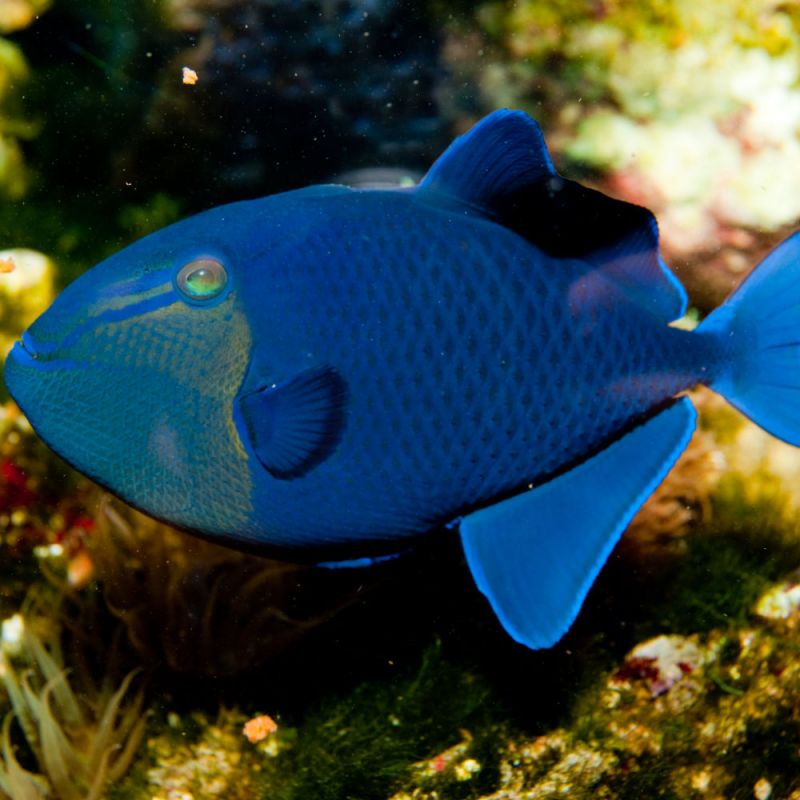 Blue Niger Trigger, Odonus Niger at Kraken Corals