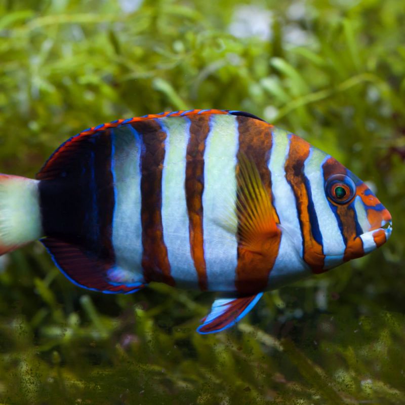 Harlequin Tusk Fish Indonesian | Kraken Corals