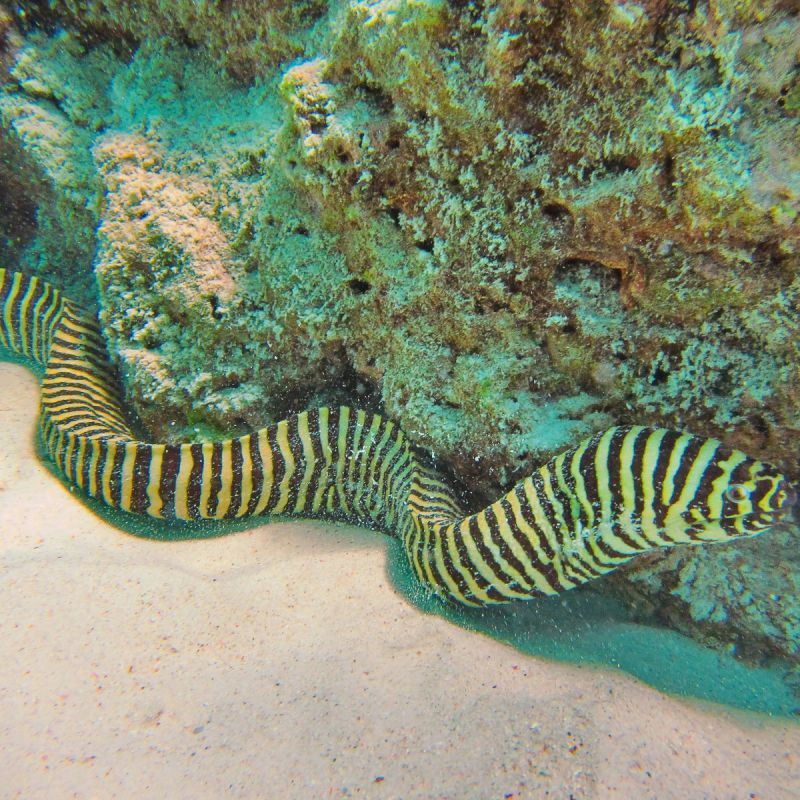 Zebra Moray Eel at Kraken Corals