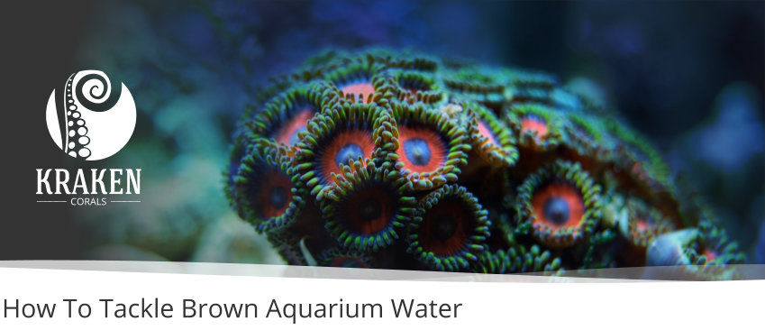 How To Tackle Brown Aquarium Water