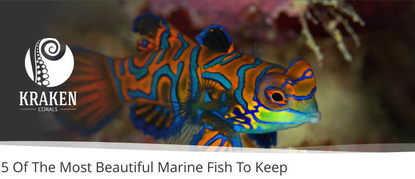5 Of The Most Beautiful Marine Fish To Keep