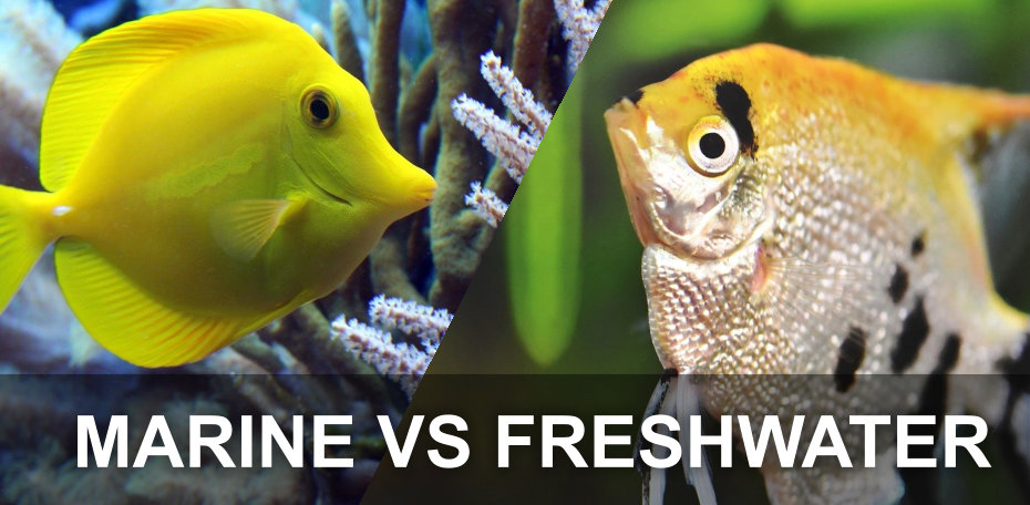 Saltwater Vs. Freshwater Aquariums | Kraken Corals